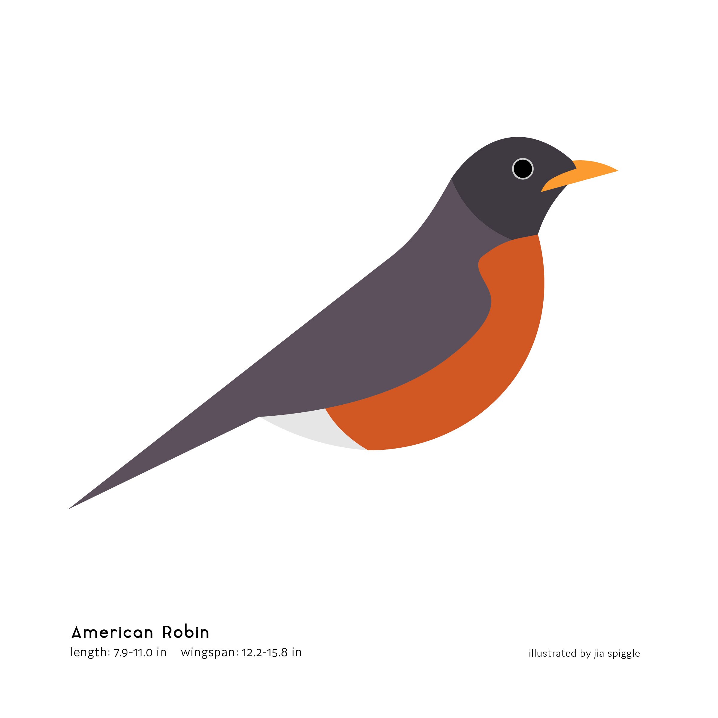 American Robin Art Print / Field Guide / Bird Poster / Bird - Etsy