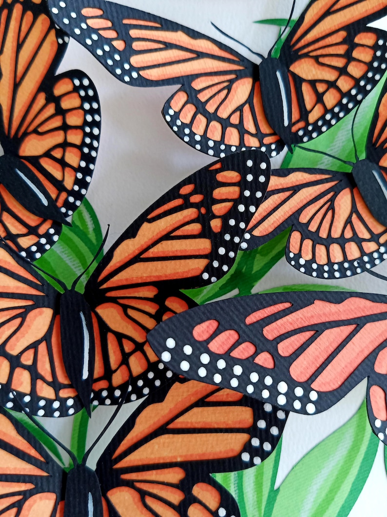 Mariposa Virrey-viceroy Mexico Butterfly Frame Paper | Etsy