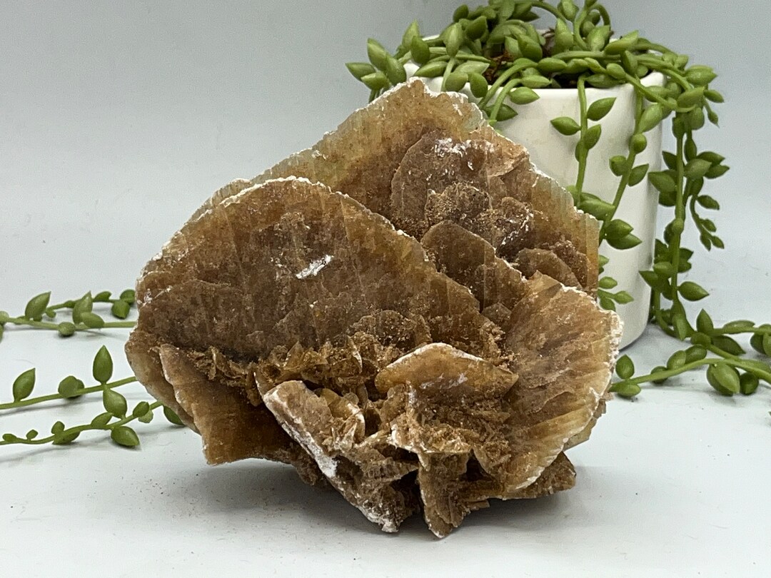 Selenite Desert Rose From Morocco. Sand Rose, Sahara Rose, Rose Rock ...