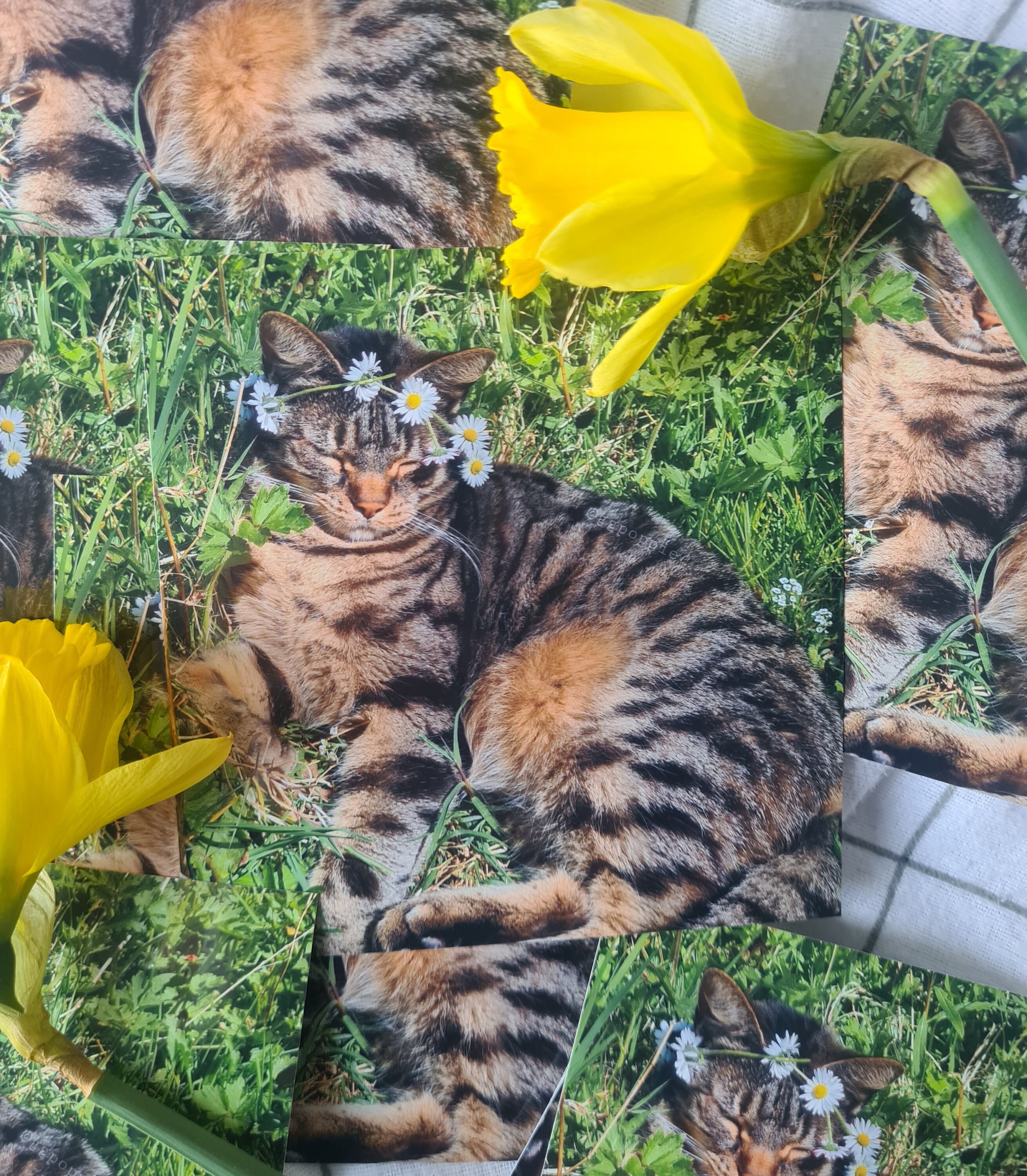 Digital Prints Prints 5x5 Aesthetic CottageCore Cute Cat Print Flower ...