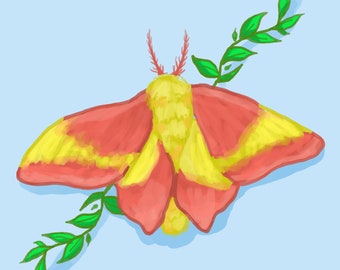 Rosy Maple Moth Art Print - Etsy