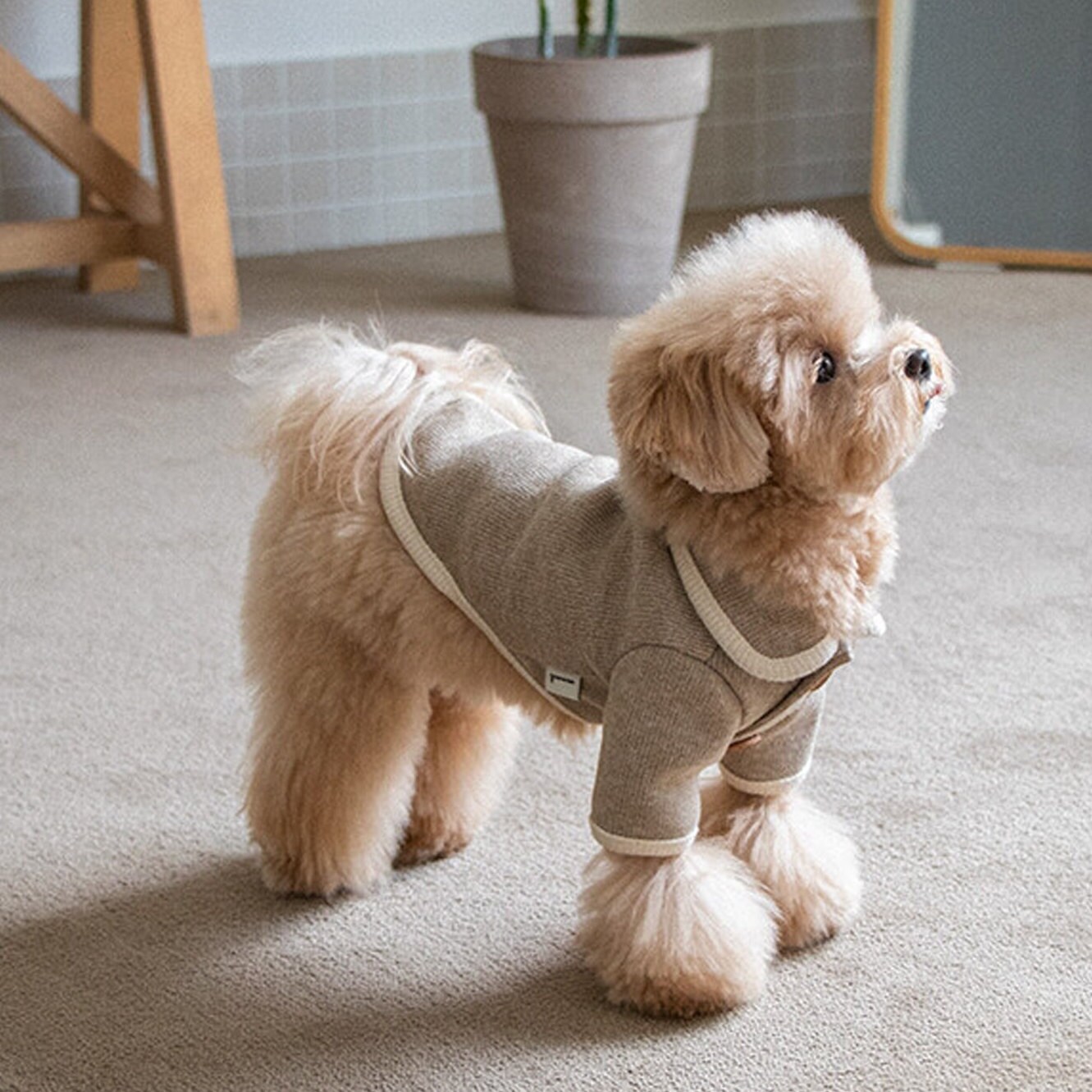 Point Knit Cardigan Dog Sweater Cardigan Shirt Top Dog - Etsy