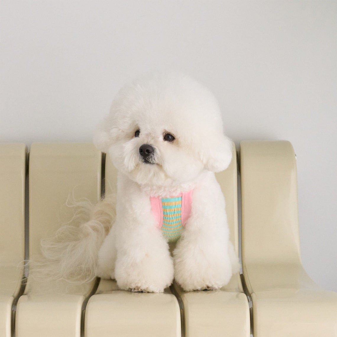 Tiny Bear Crop Top Dog Shirt Top Dog Clothes Dog - Etsy