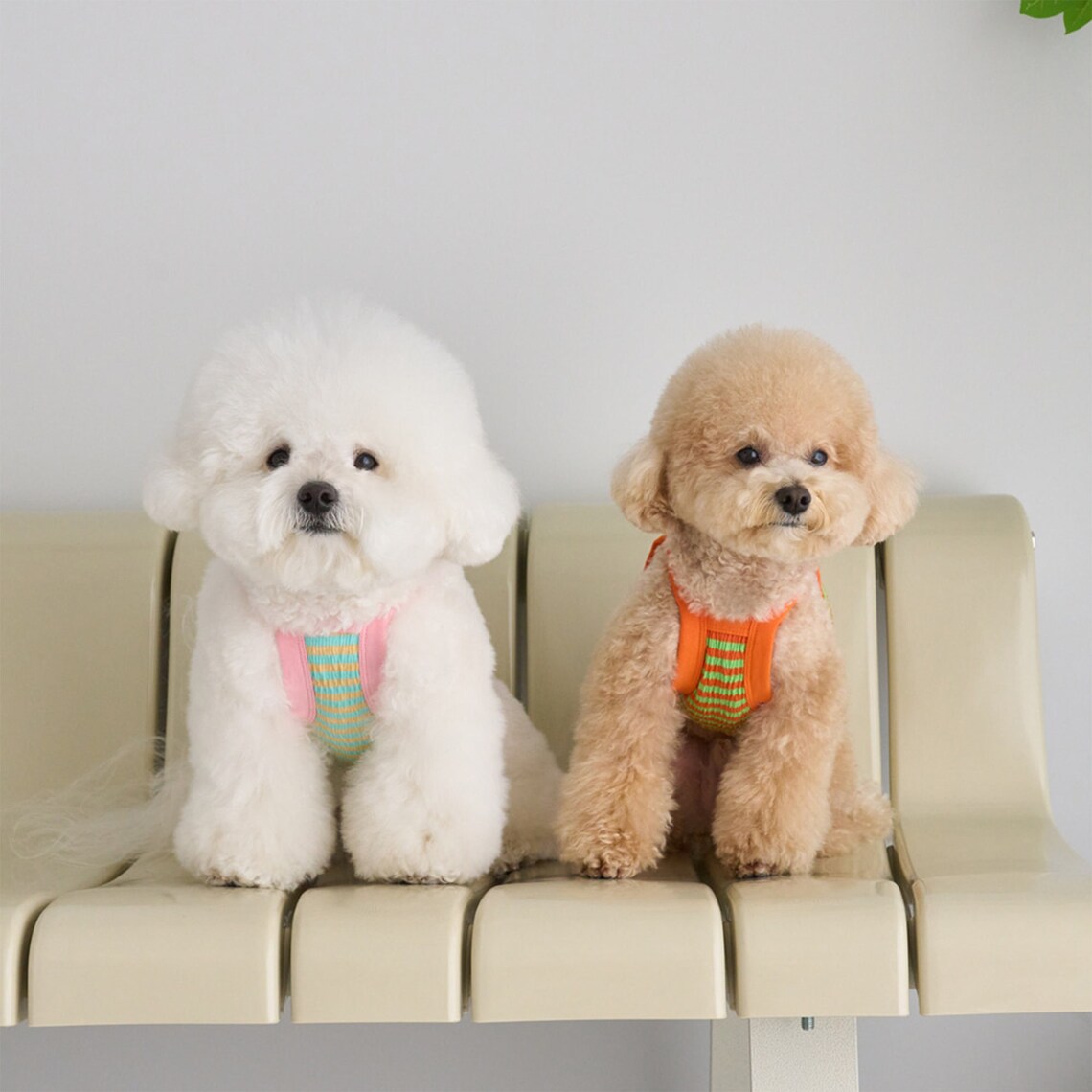 Tiny Bear Crop Top Dog Shirt Top Dog Clothes Dog - Etsy