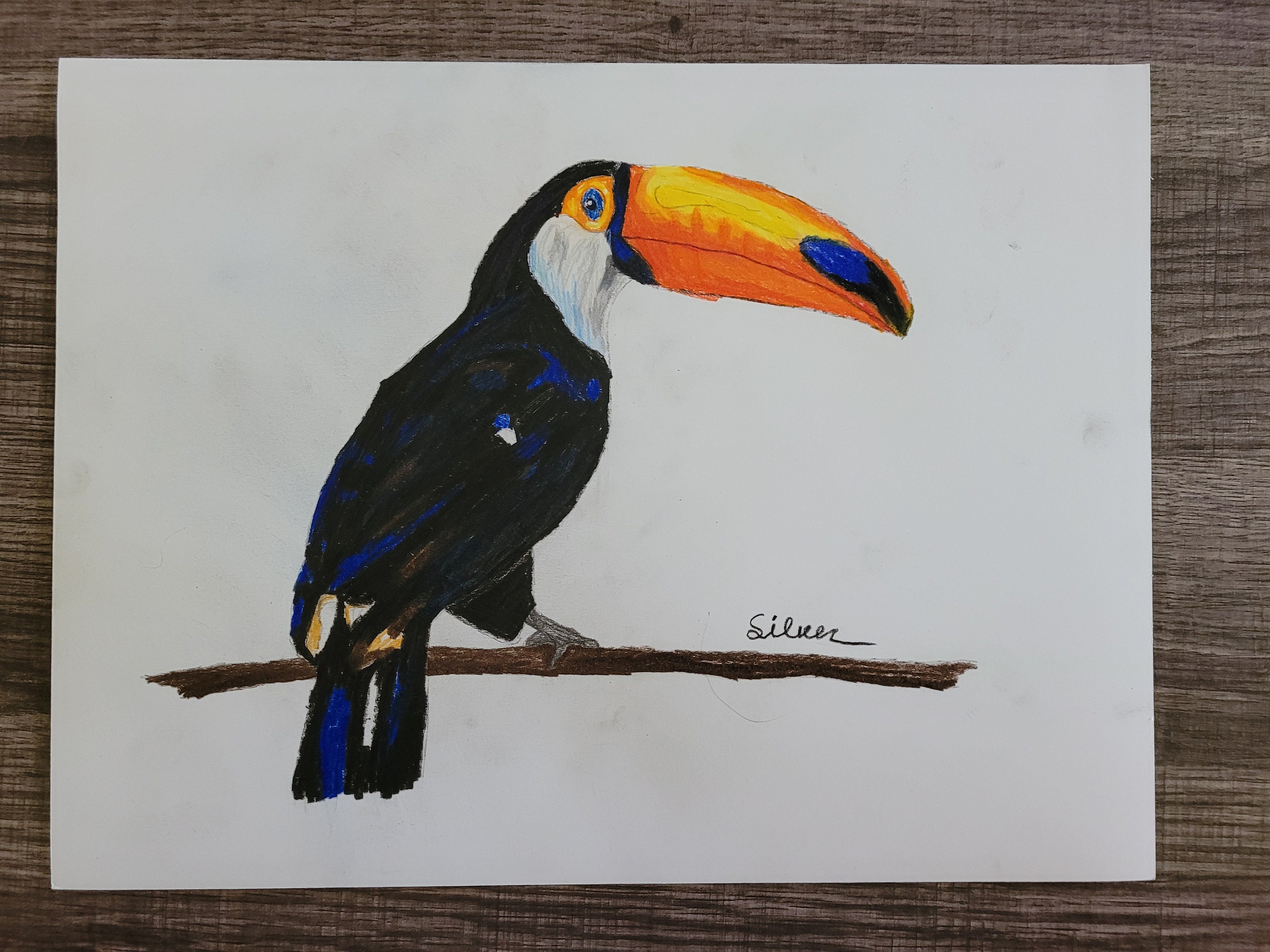 Toucan drawing store