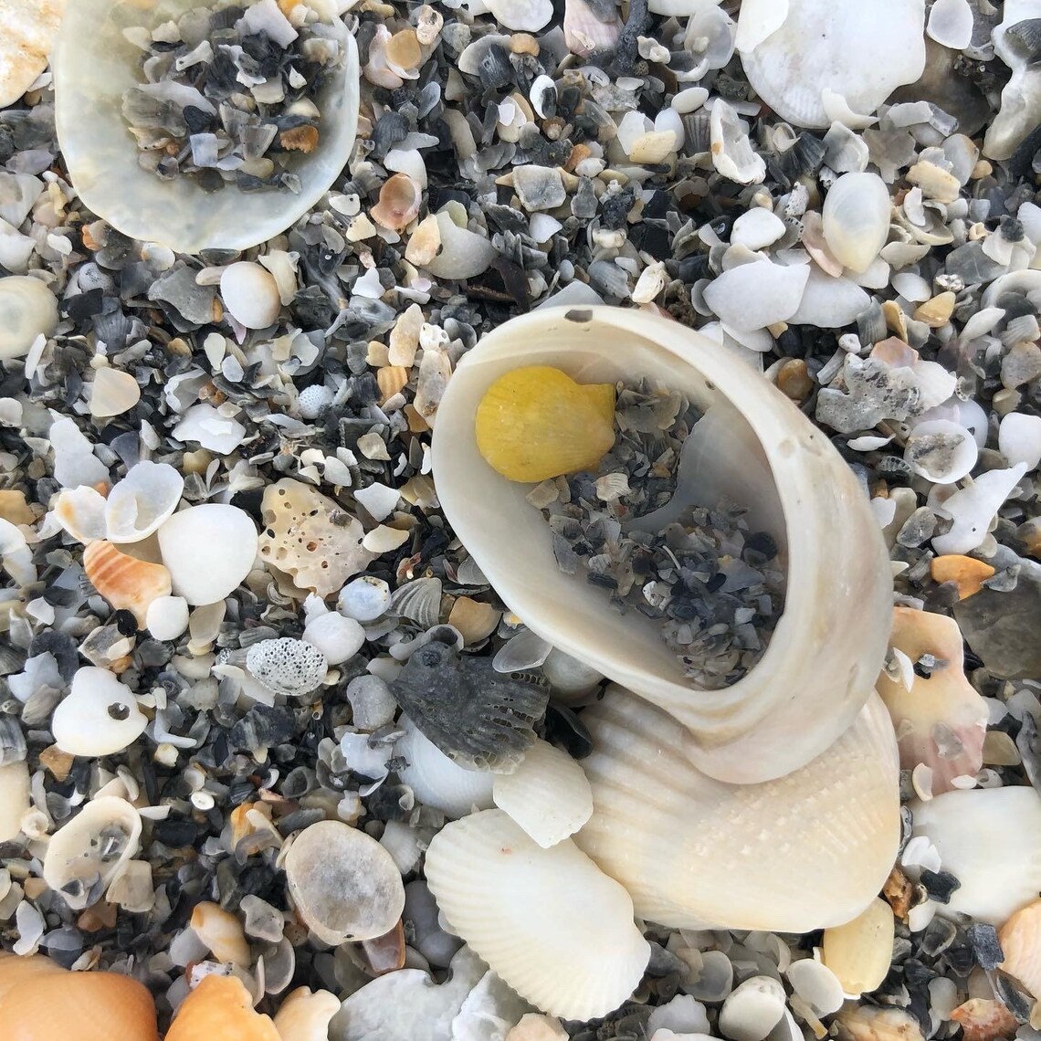 Pétoncles pétoncle rugueux pétoncle jaune pétoncle orange | Etsy