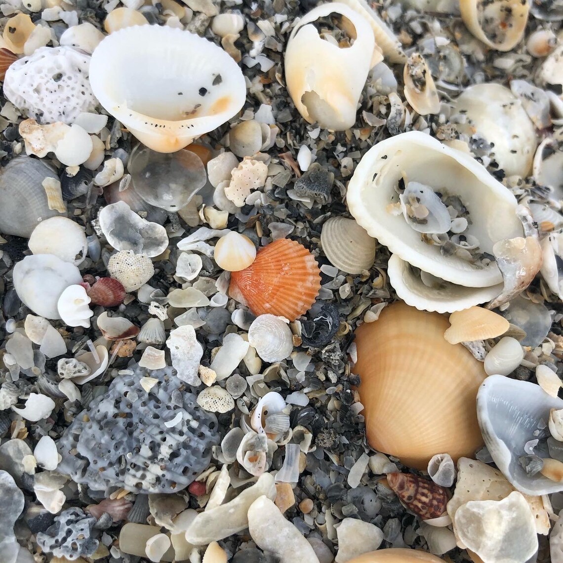 Pétoncles pétoncle rugueux pétoncle jaune pétoncle orange | Etsy