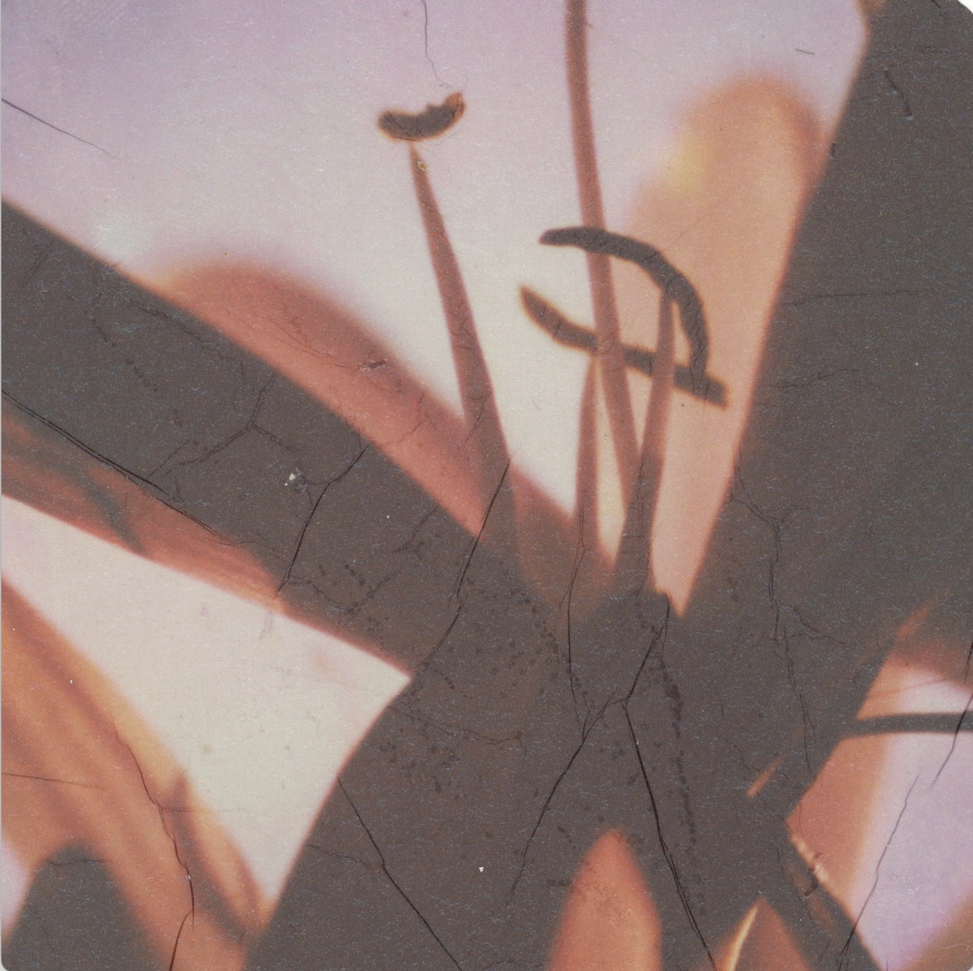 Polaroid Camera Film, Biophilic Design, Watercolour Texture Paper ...