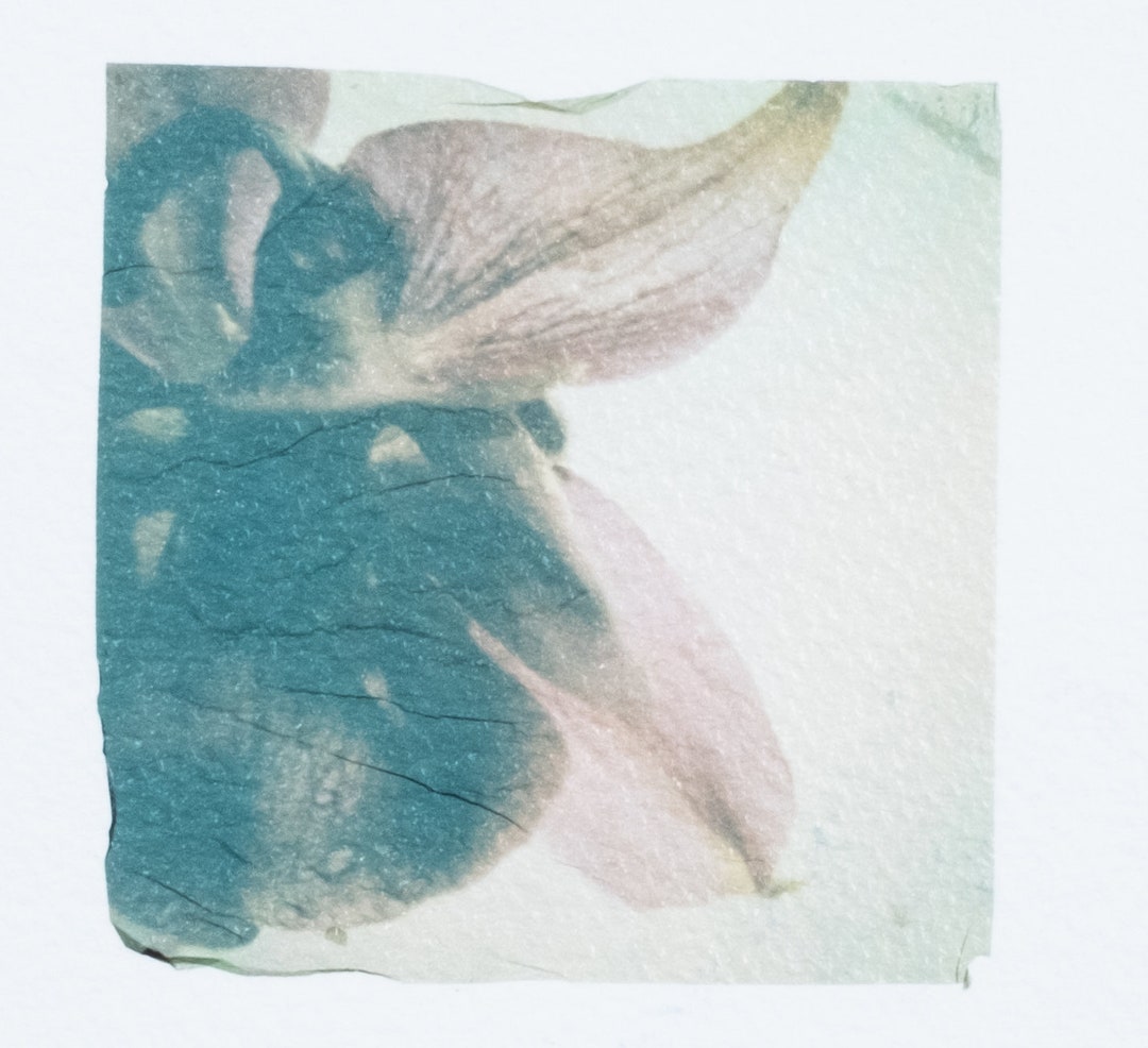 Polaroid Flower Photos, Instant Camera Art, Studio Apartments ...