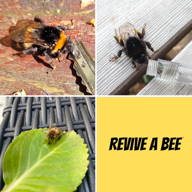Bee Revival Kit With Plantable Paper (rose Gold) - Etsy UK
