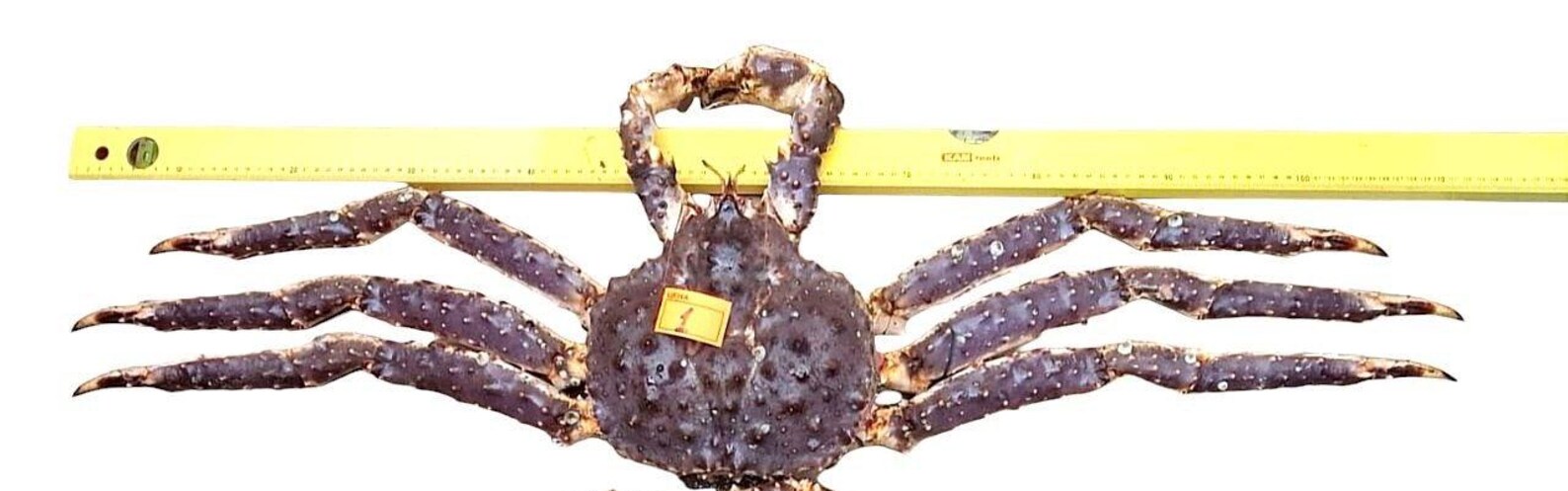BIG Crab Paralithodes Camtschaticus, King Crab, BIG Taxidermy ...