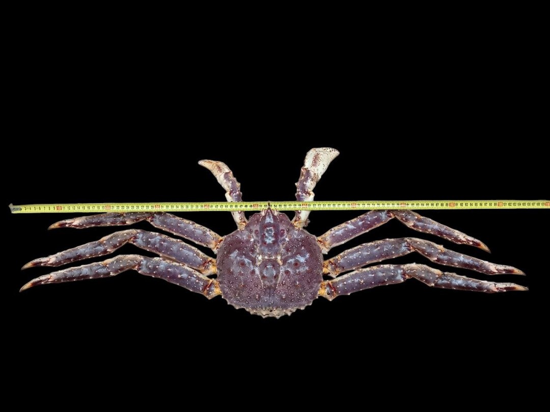 Paralithodes Camtschaticus, King Crab, BIG Taxidermy, Scarecrow, А1 (2 ...