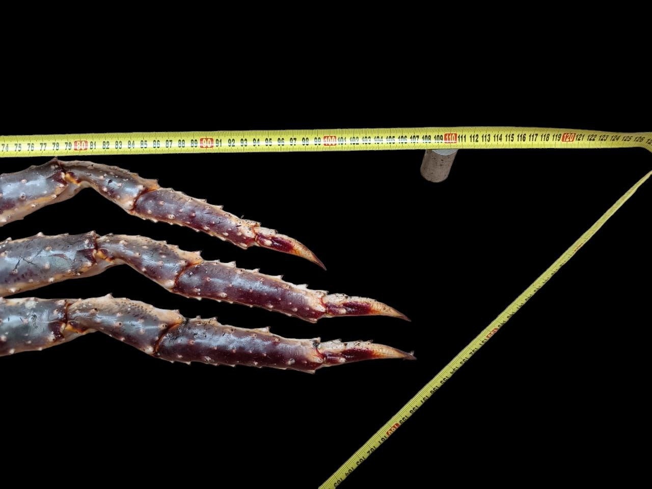 Paralithodes Camtschaticus, King Crab, BIG Taxidermy, Scarecrow, А1 2 ...