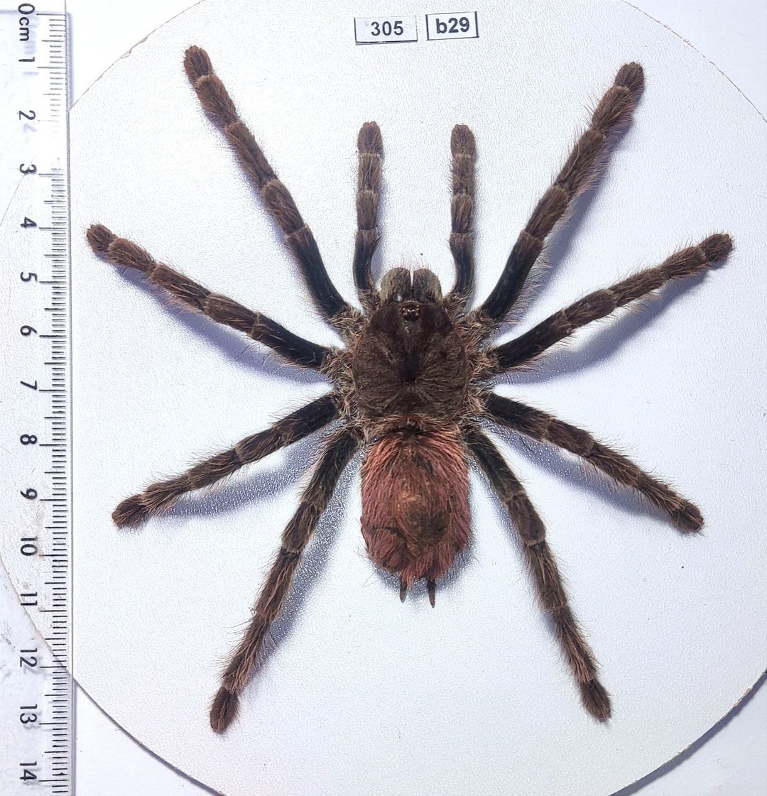 Peruvian Flame Rump Thrixopelma Ockerti (flame Rump Tree Spider) Bird ...