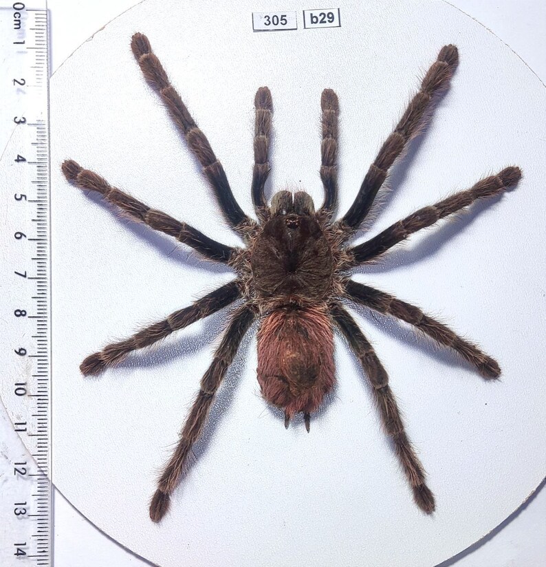 Peruvian Flame Rump Thrixopelma Ockerti flame Rump Tree Spider Bird ...