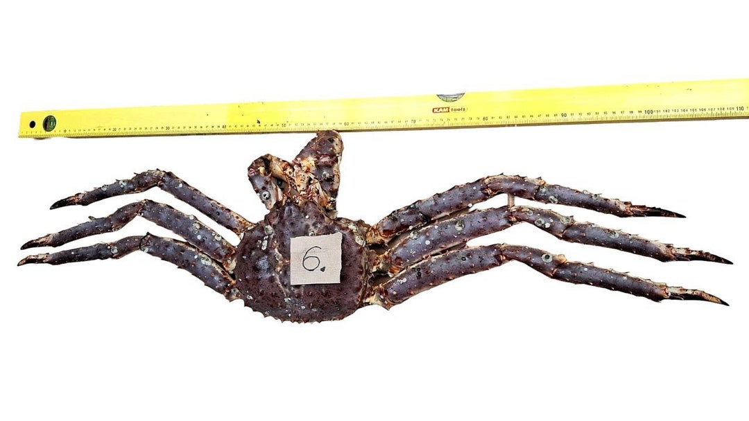 Paralithodes Camtschaticus, King Crab, BIG Taxidermy, Scarecrow, А1 (6 ...