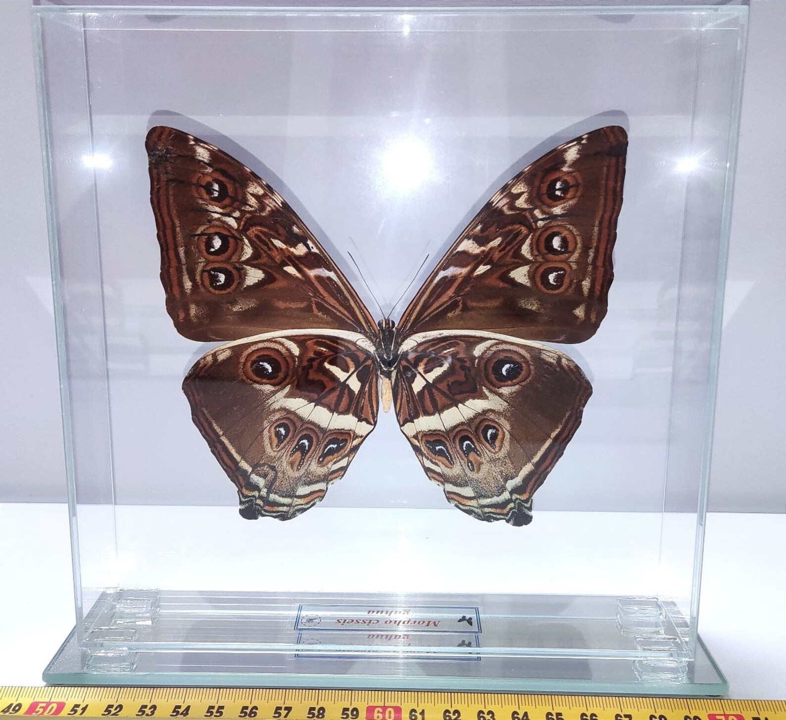 Souvenir, Gift Butterfly Insect Butterfly Moth Morphidae Morpho Cisseis ...