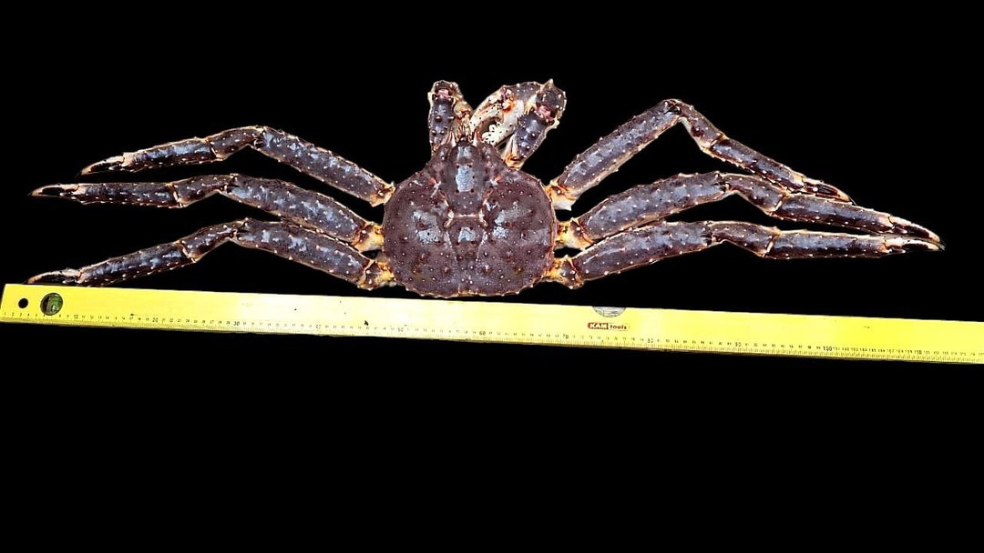 BIG Crab Paralithodes Camtschaticus, King Crab, BIG Taxidermy ...