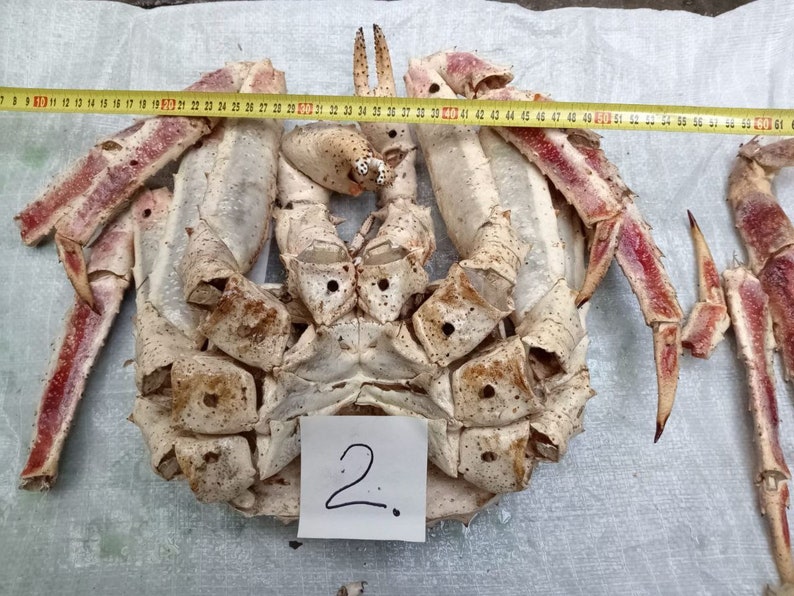 Paralithodes Camtschaticus, King Crab, BIG Taxidermy, Scarecrow, А2 (2 ...