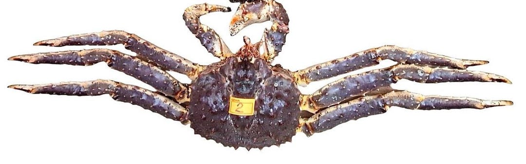 BIG Crab Paralithodes Camtschaticus, King Crab, BIG Taxidermy ...