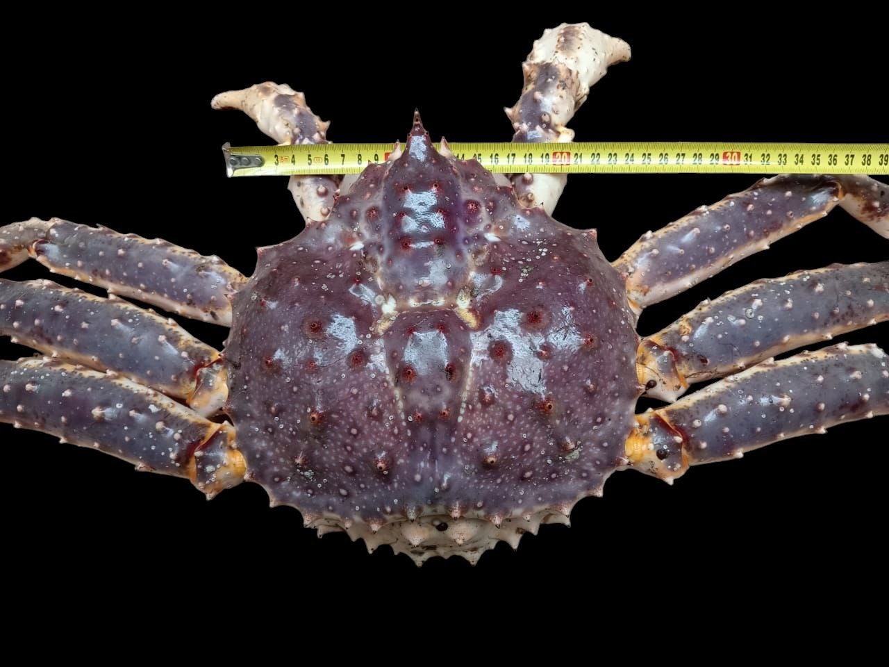 Paralithodes Camtschaticus, King Crab, BIG Taxidermy, Scarecrow, А1 2 ...
