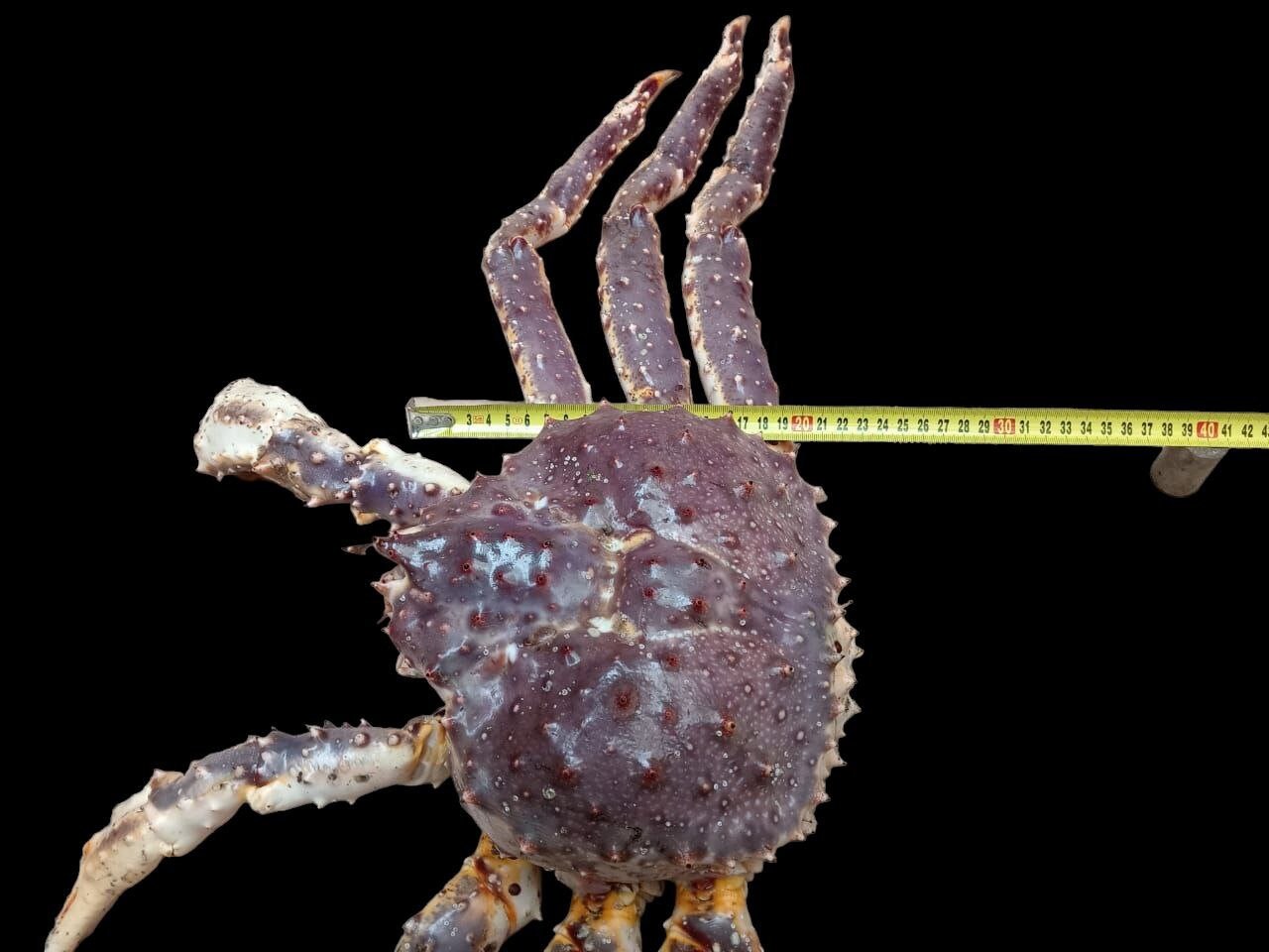 Paralithodes Camtschaticus, King Crab, BIG Taxidermy, Scarecrow, А1 2 ...