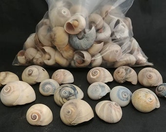 Moon Snail Shells - Etsy