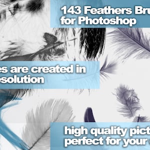 Feathers Photoshop Brushes, Plumage, Bird Feathers Overlays, Fluff ...