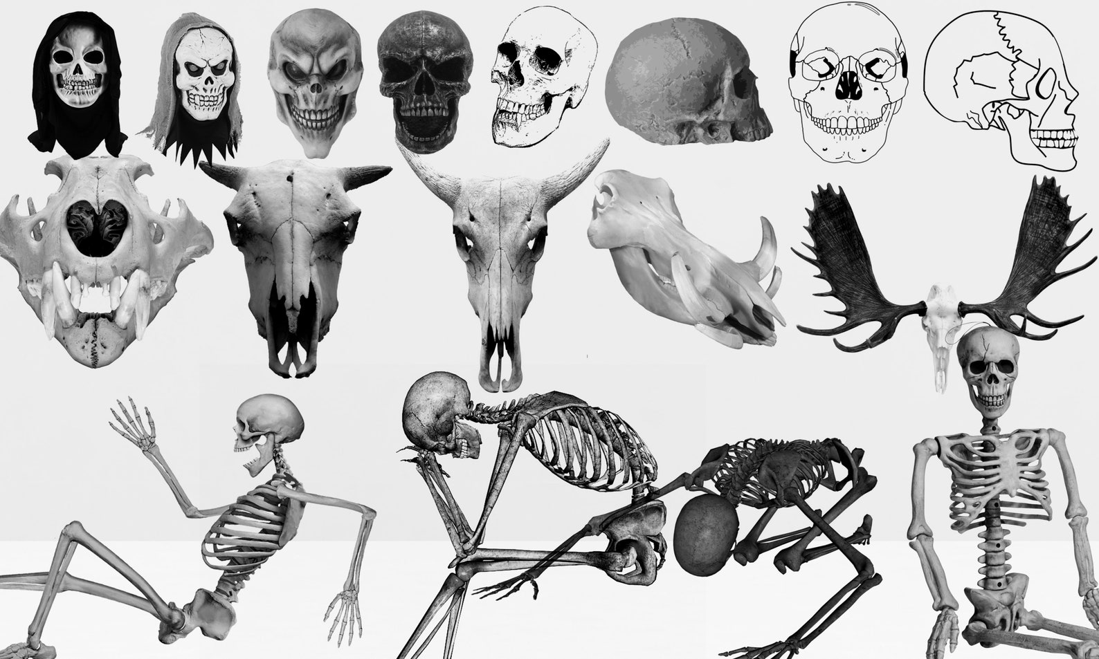 Skull Brushes, Halloween Brush, Skeleton Photoshop Brushes, Animal ...