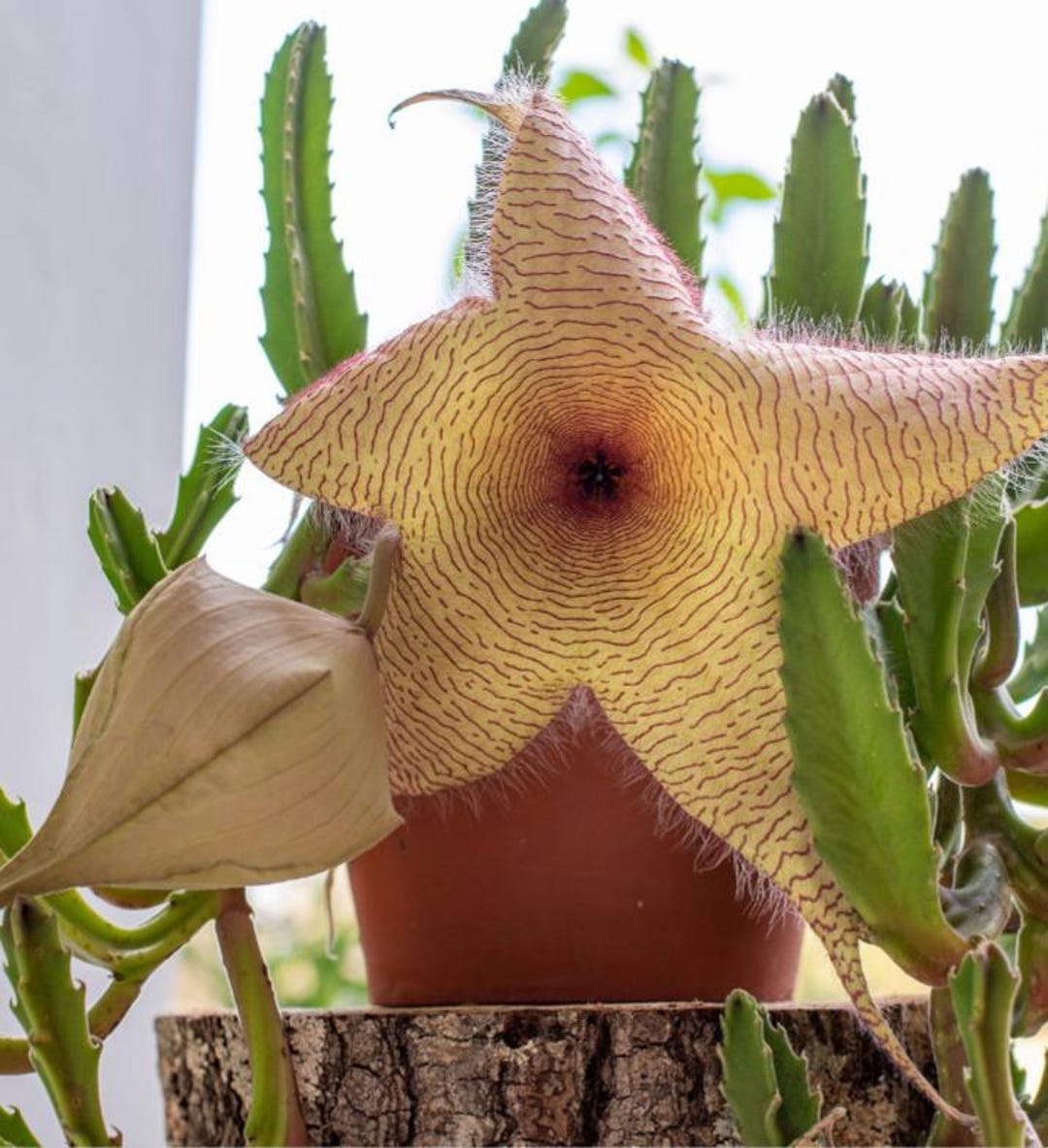 Giant Starfish Stapelia Carrion Cactus Rooted in 3 Inchpot - Etsy