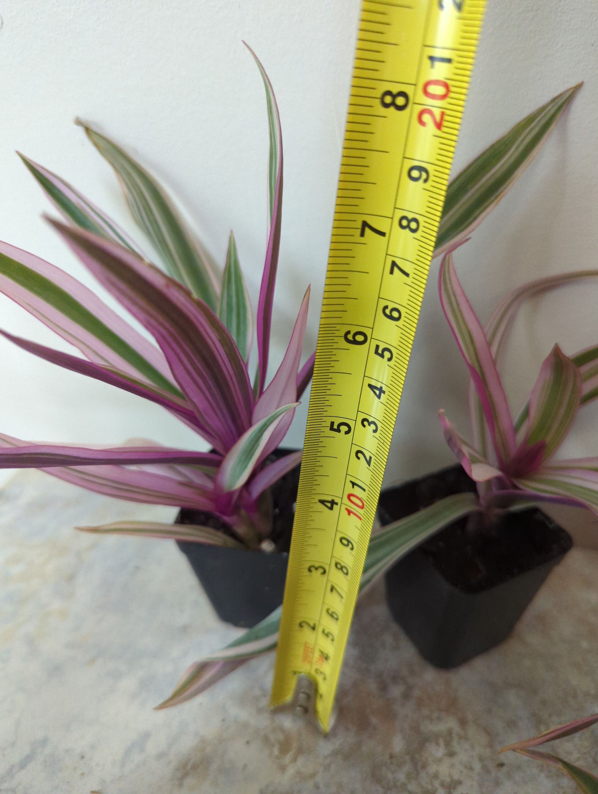 Variegated Tradescantia 'rhoeo Tricolor'' Moses in the Cradle, Pink ...