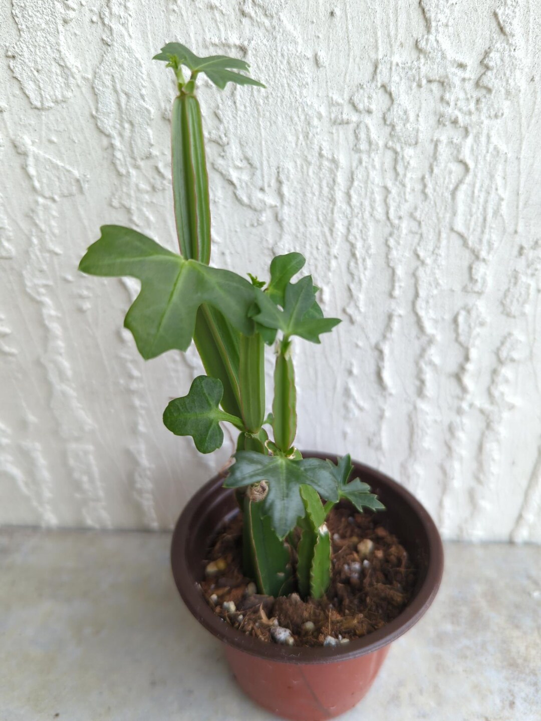 Veldt Grape Cissus Quadranularis Succulent Plant 2" Rooted Pot - Etsy