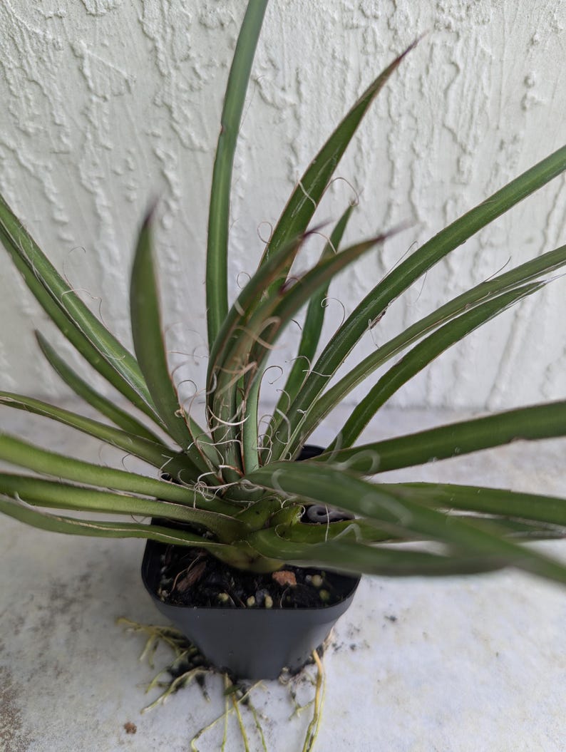 Agave Multifilifera Century Plant aka Silly String 2.5 Rooted Pot - Etsy