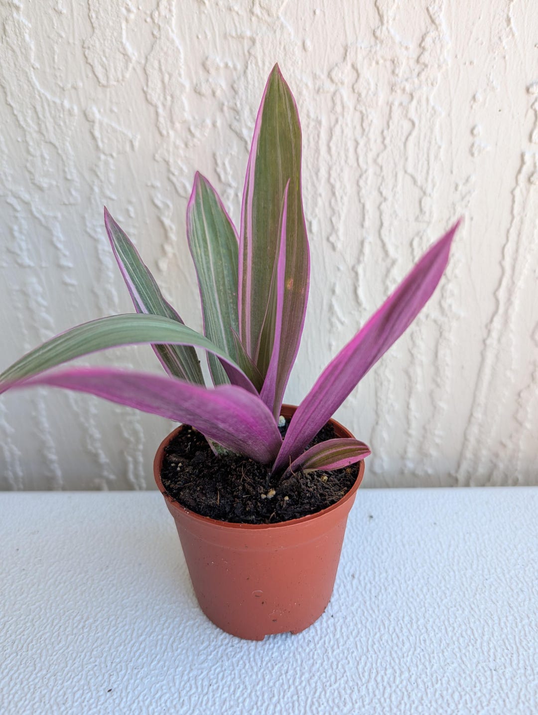 Variegated Tradescantia 'rhoeo Tricolor'' Moses in the Cradle, Pink ...