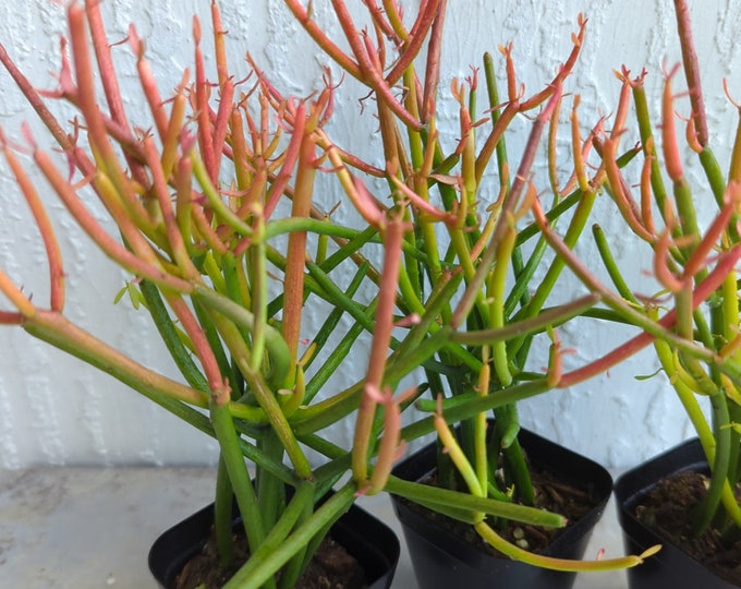 Pencil Stick Cactus Fire Bush Succulent Plant Rooted 2.5" Ships in Pot ...