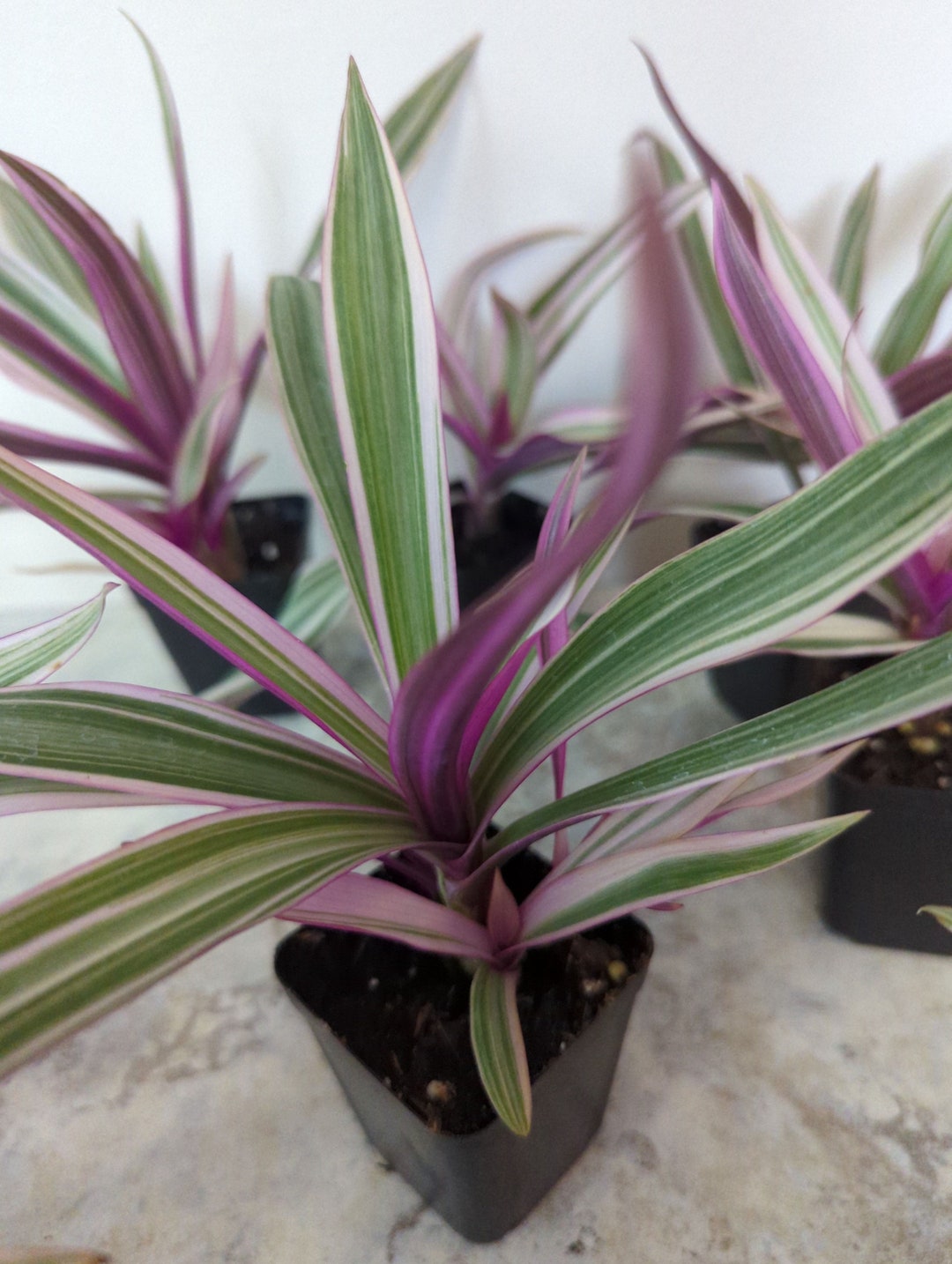 Tradescantia 'rhoeo Tricolor'' Moses in the Cradle, Wandering Jew/dude ...