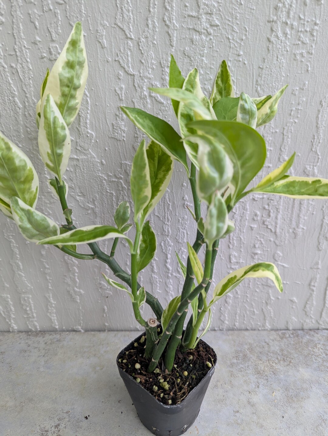 Big Leaves Variegated Devil's Back Bone Succulent Plant ( 5 Rooted ...
