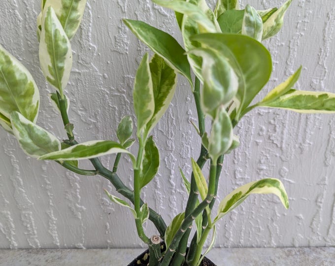 Big Leaves Variegated Devil's Back Bone Succulent Plant ( 5 Rooted ...