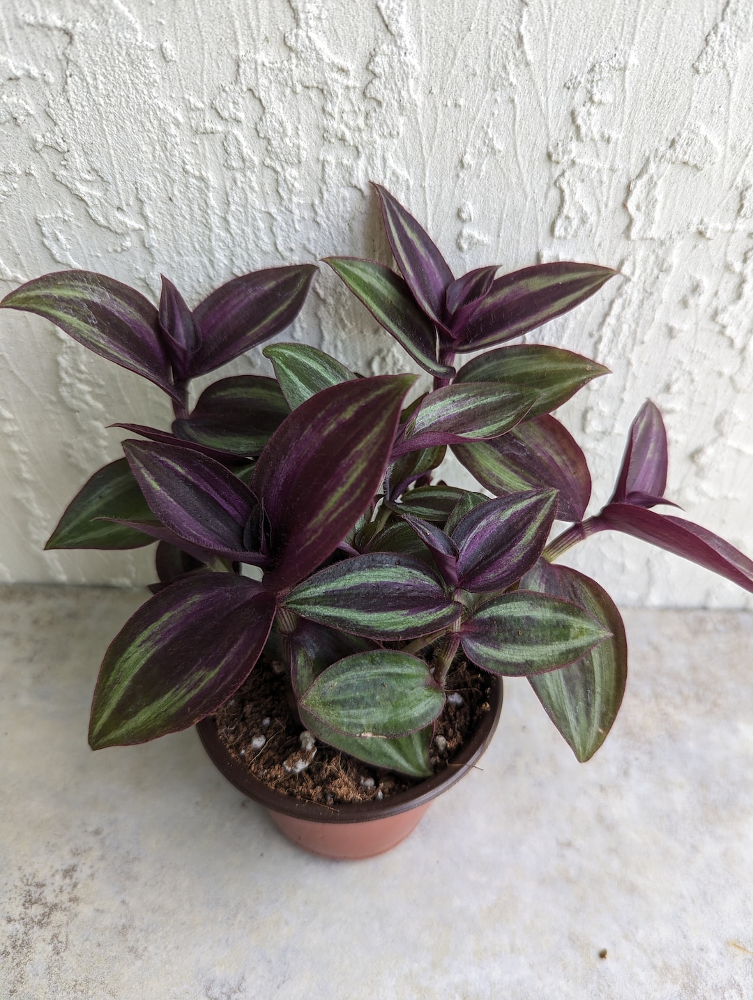 Tradescantia "evanesce" Wandering Jew/dude Plant Rooted Ships in 2.5 ...