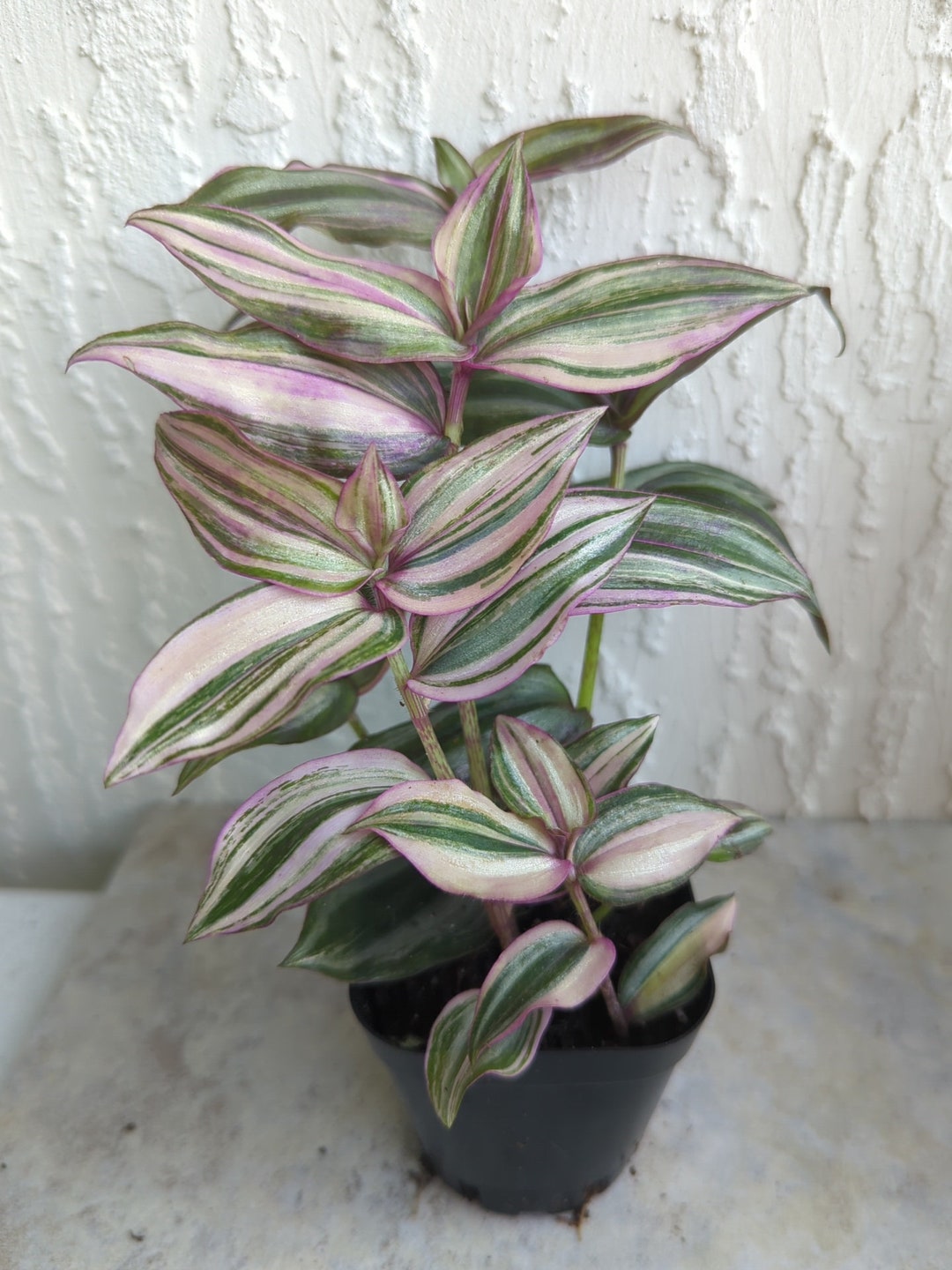 Rare Tradescantia Variegated 'danny Lee' Wandering Jew/dude Plant 2.5 Pot - Etsy