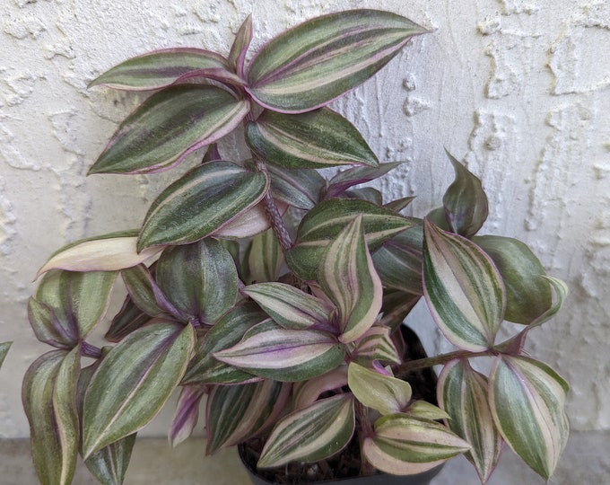 Tradescantia "danny Lee" Wandering Jew/dude Plant Rooted Ships in 2.5 ...