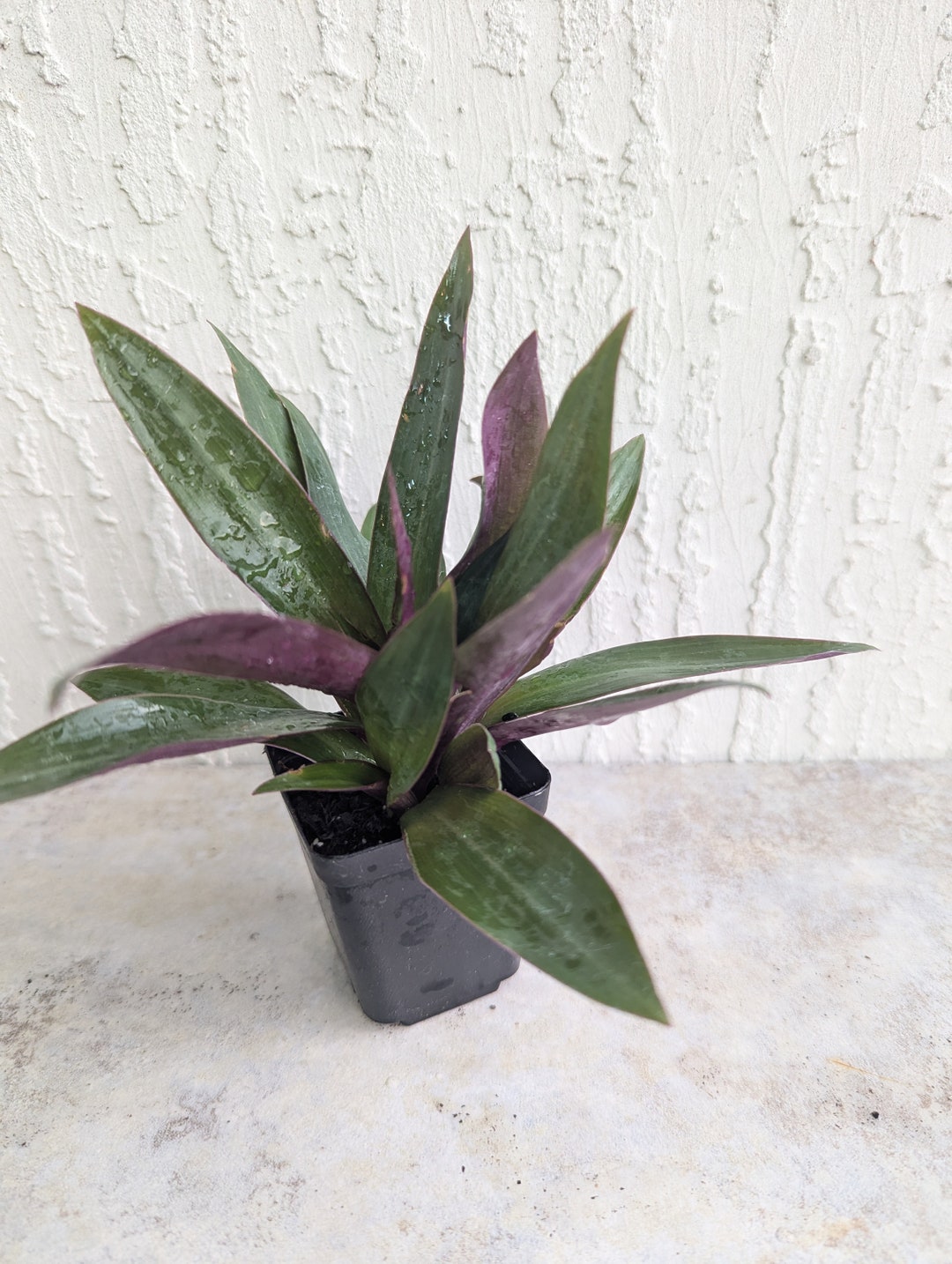 Tradescantia Rhoeo Green Moses in the Cradle, Wandering Jew/dude (2 ...