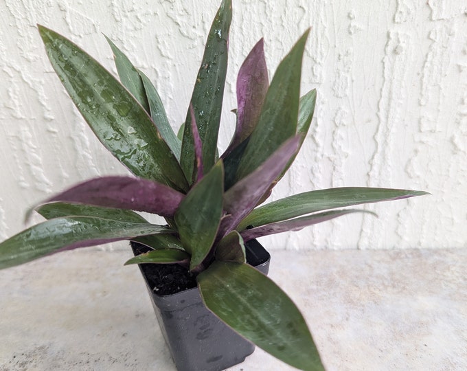 Tradescantia Rhoeo Green Moses in the Cradle, Wandering Jew/dude (2 ...