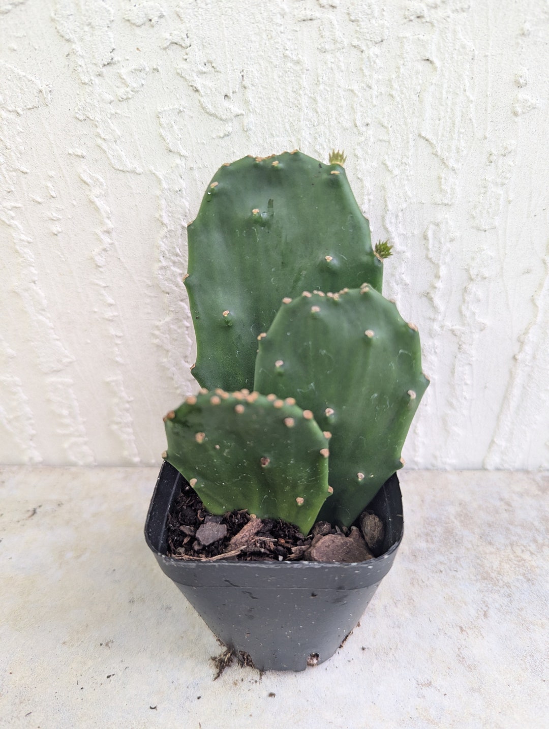 Sale** Thornless Prickly Pear Cactus Plant (3 Rooted Pads per Pot) - Etsy