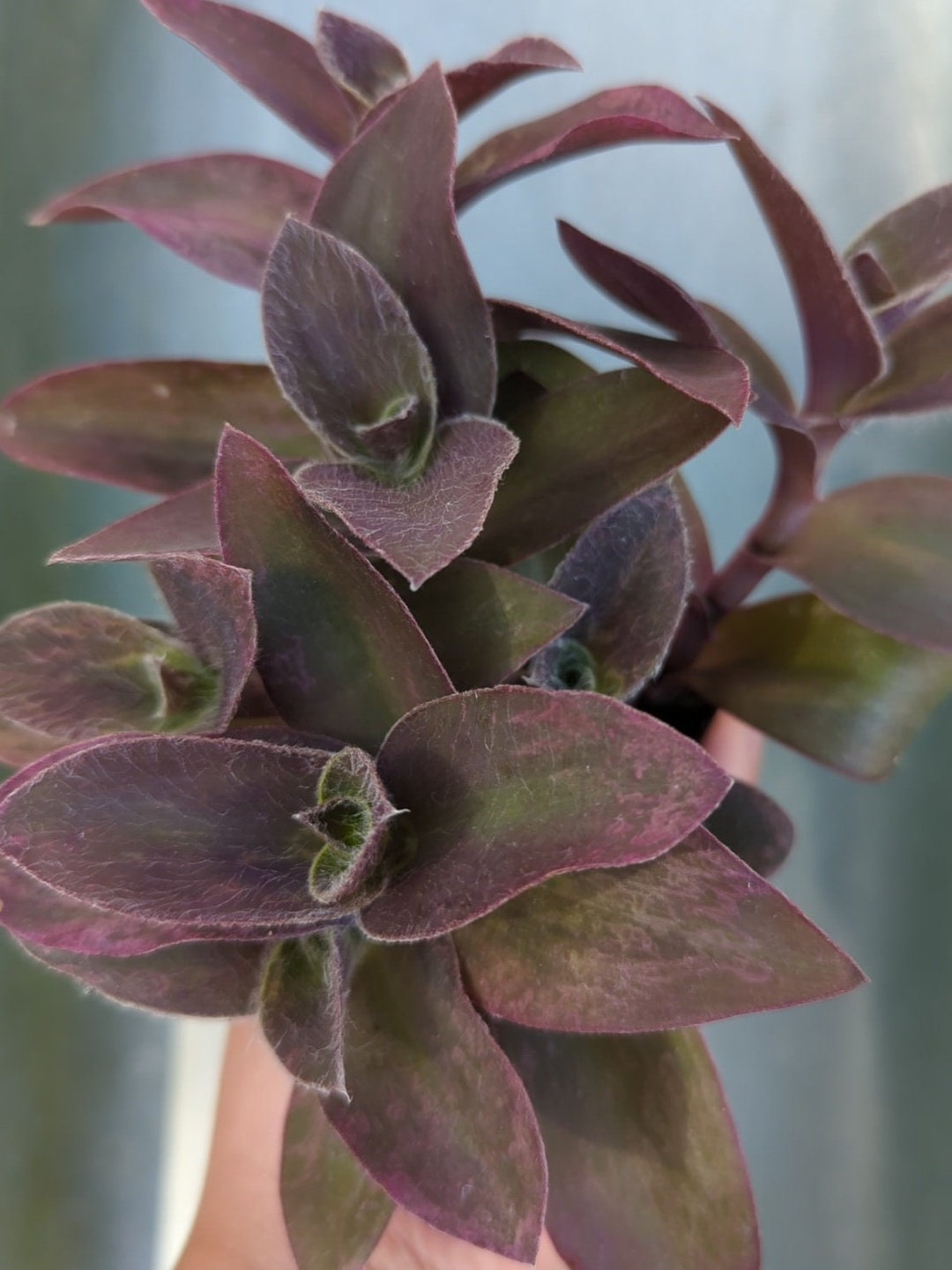 Sale***tradescantia "pale Puma" Purple Fuzzy Wandering Jew/dude Plant ...