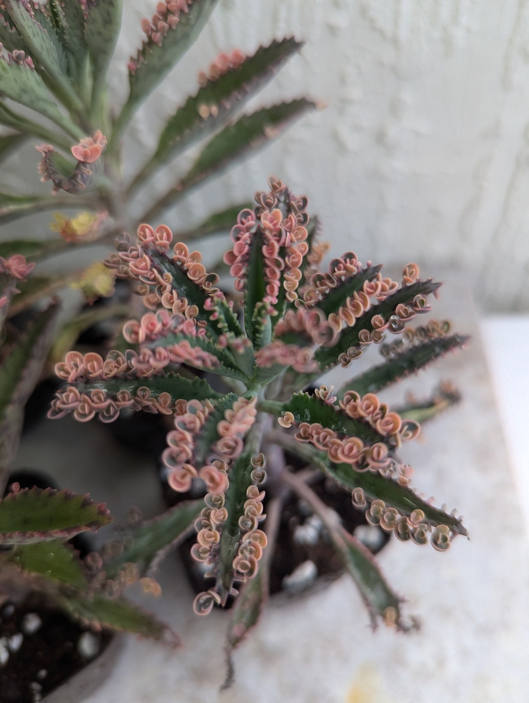 Pink Kalanchoe Mother of Millions/thousands Butterfly/gator Plant 1 ...