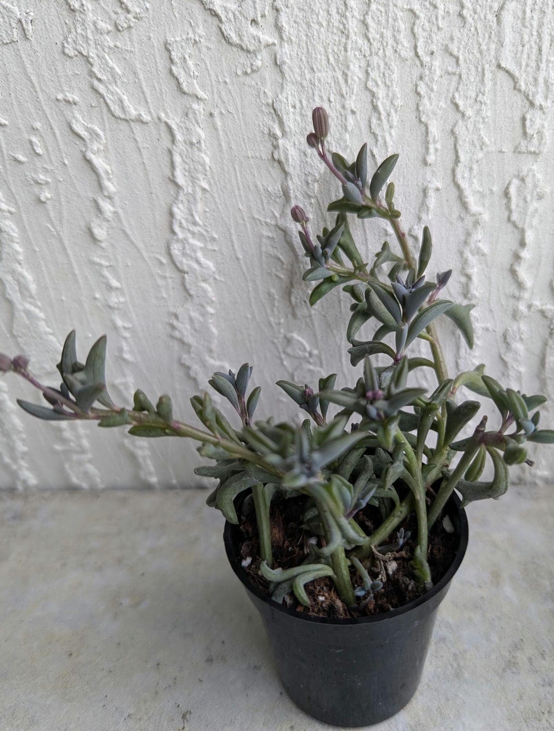 String of Dolphins Succulent Plant Rooted Cuttings in 2 Inch Pot ...