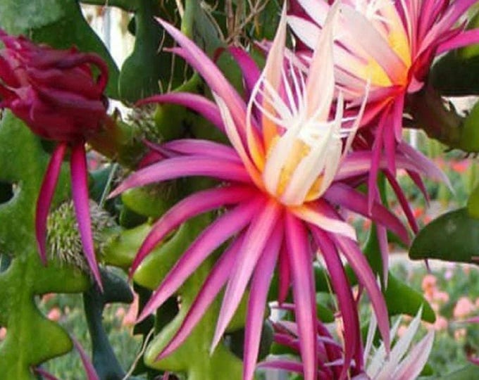 Fishbone, Ric Rac, Zig Zag, Epiphyllum Cactus Plant Rooted Cuttings ...