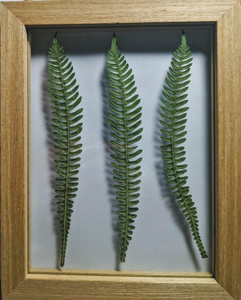 Forest Fern Frame Pressed Flower Frame Ferns Botanical Wall - Etsy