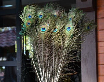 Pluma de pavo real | Etsy